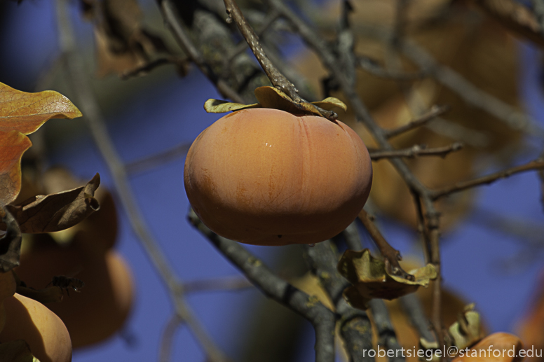 Persimmon