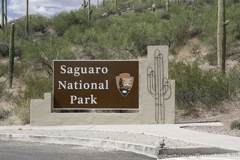 Saguaro