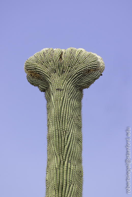 Fasciation and cristation