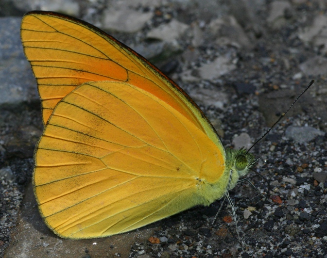 Butterflies