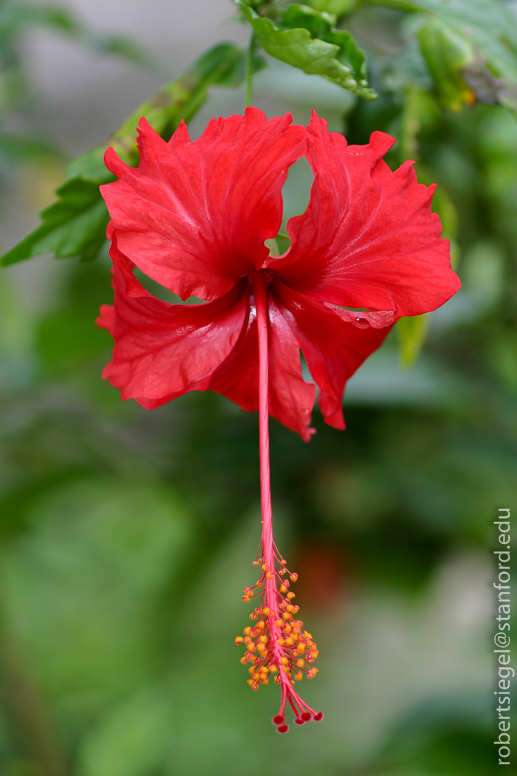 Hibiscus