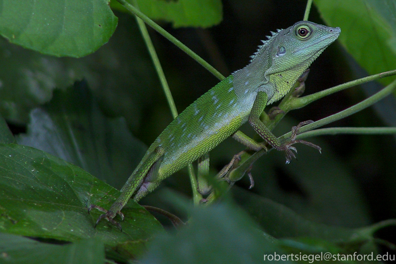Agama Lizards