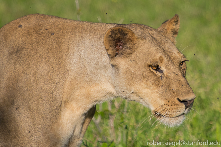 Lions