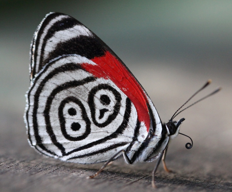 Cramer's eighty eight butterfly