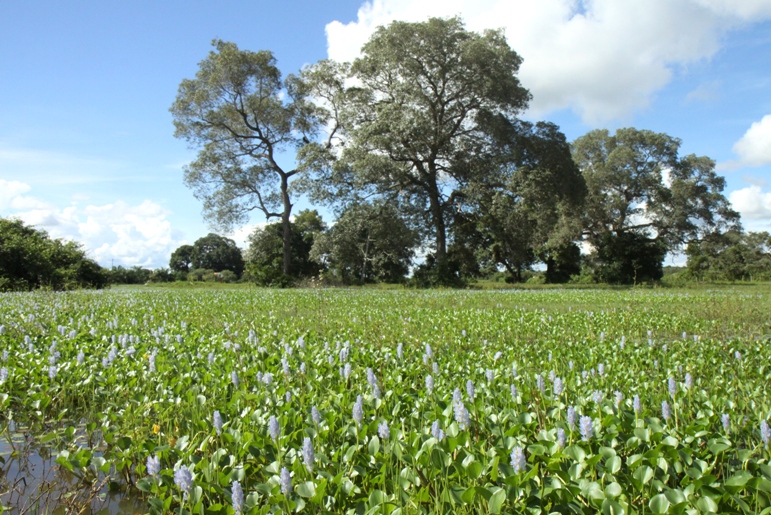 Pantanal 2011