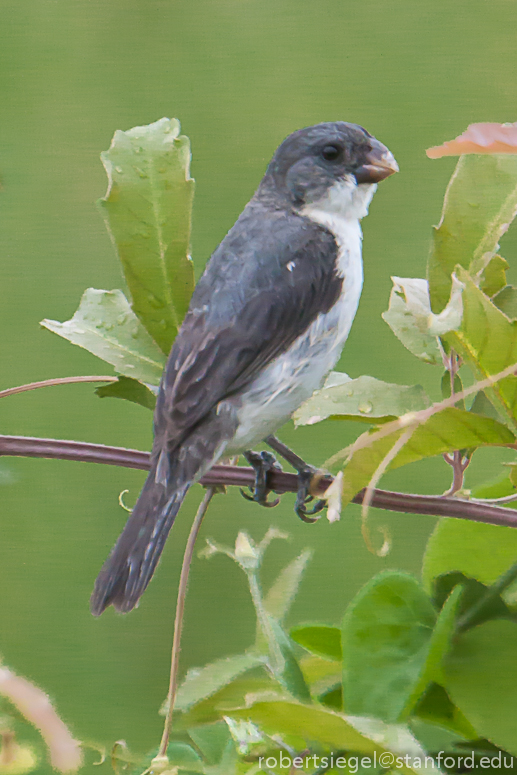 Pantanal 2011