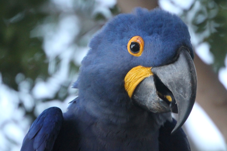 Brazil birds