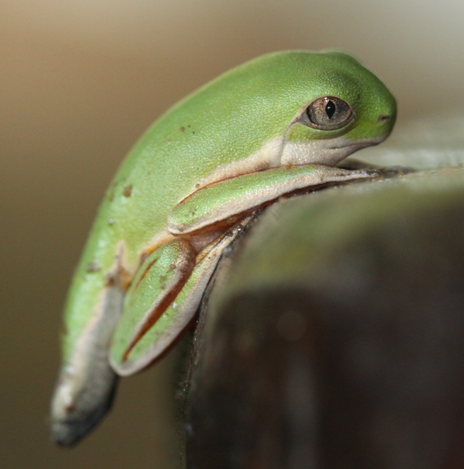 Pantanal 2011