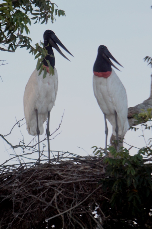 Brazil birds