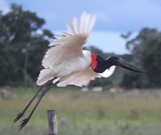 Brazil birds