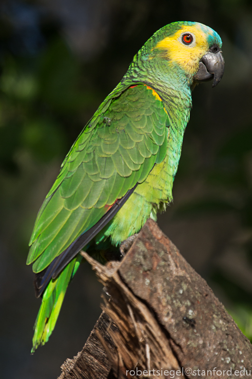 Blue-Fronted Amazon Size at Alexis Dawkins blog