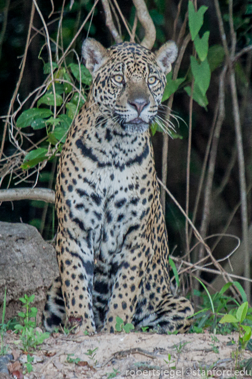 Pantanal 2014