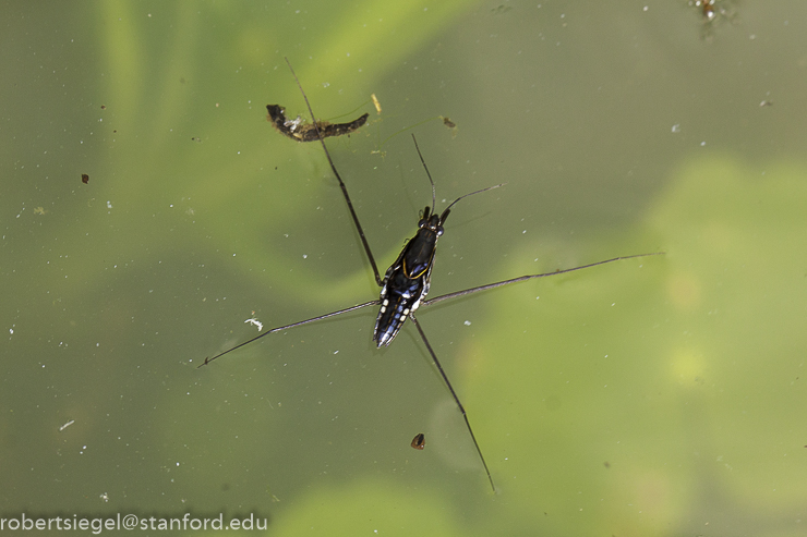 Water striders