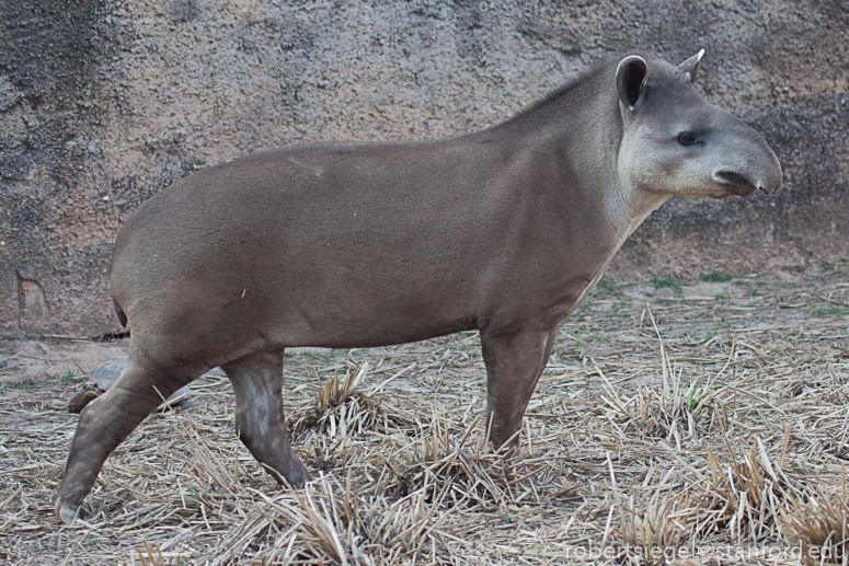 Pantanal 2014