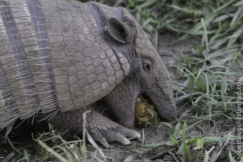 Armadillo