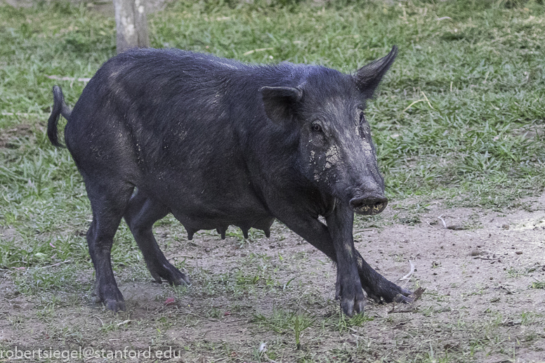 Pigs