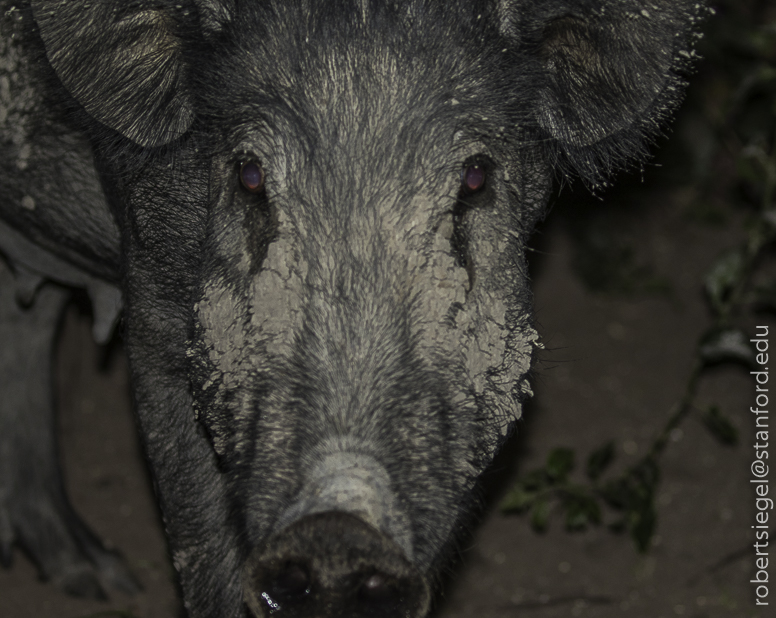 Pigs