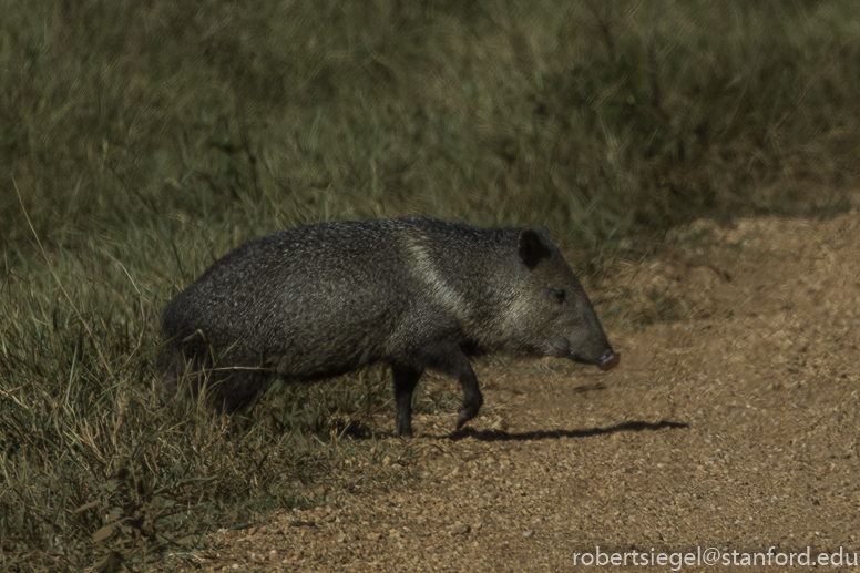 Peccaries