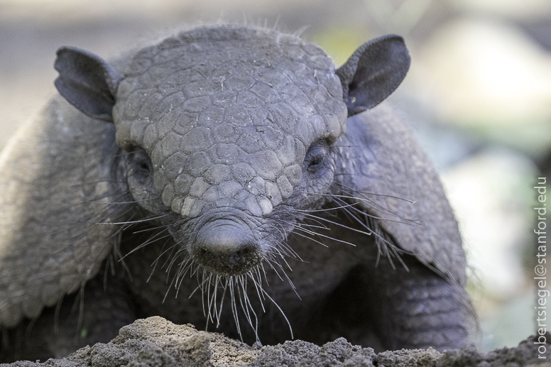 Armadillo