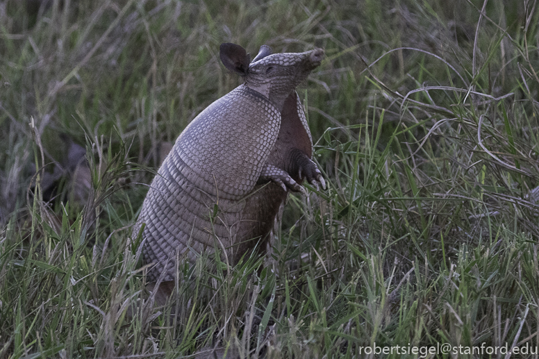 Armadillo