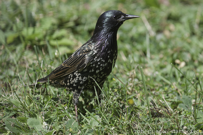 Starlings