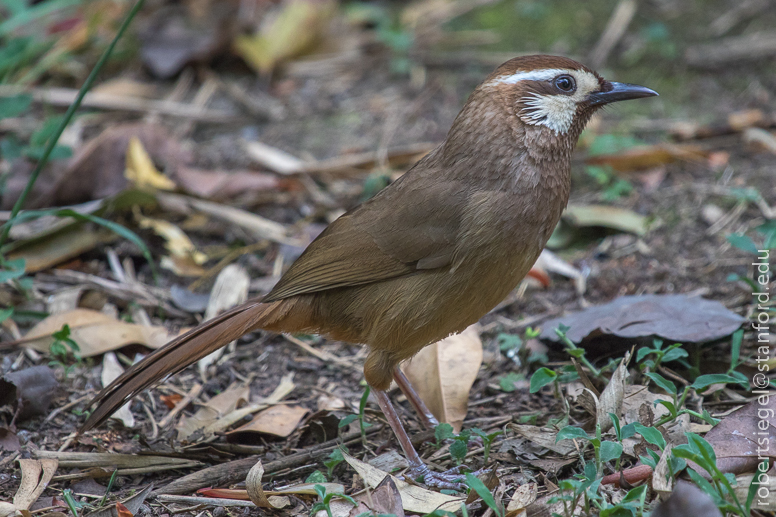 Laughingthrushes