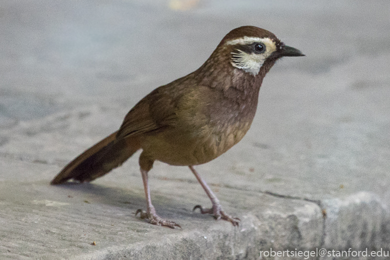 Laughingthrushes