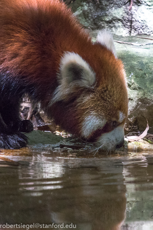 Red panda