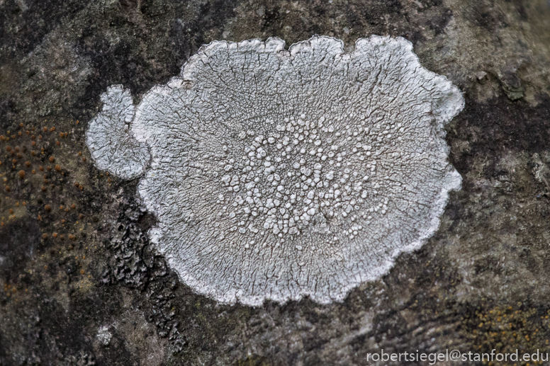 Lichens