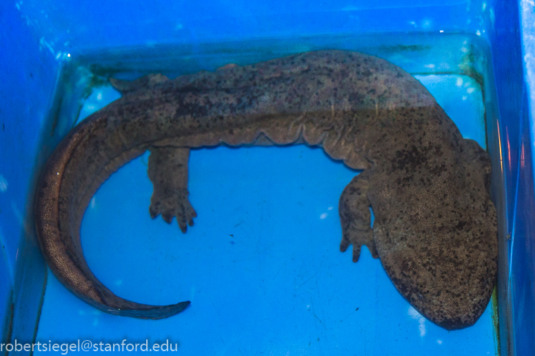 Salamanders and newts