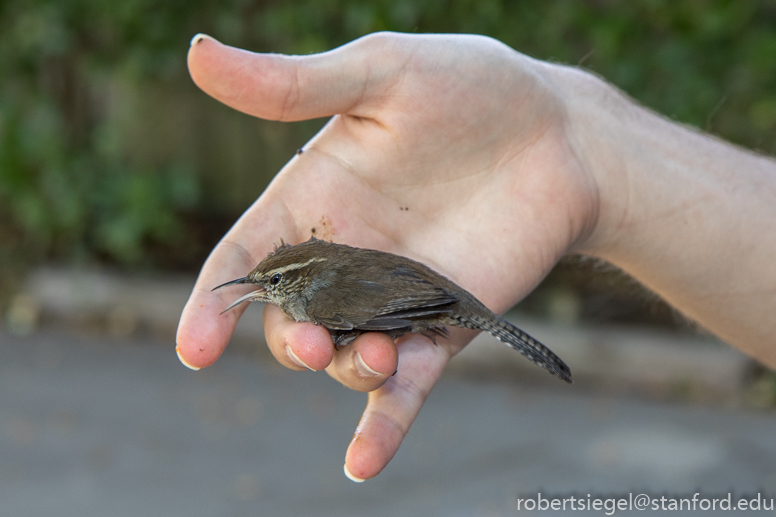 Wrens