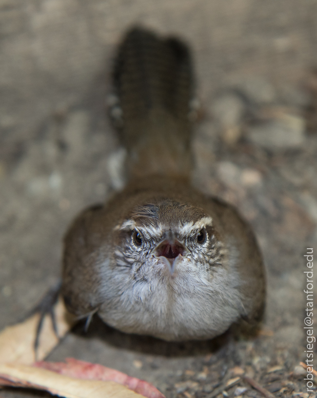 Wrens