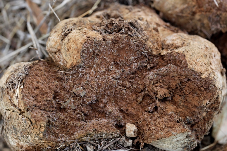 Pisolithus