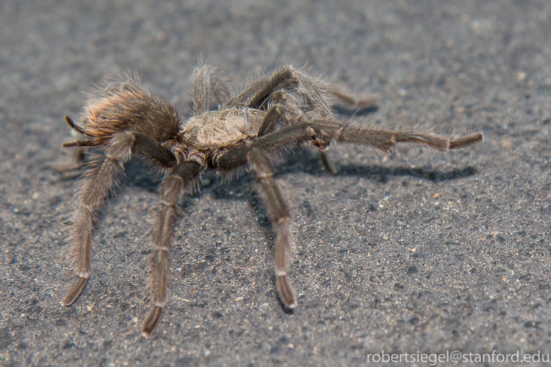 Tarantula