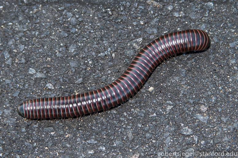 Millipedes