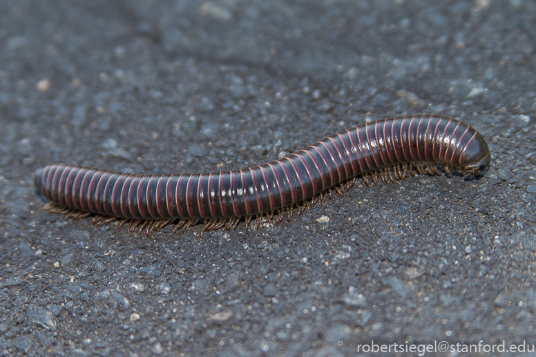 Millipedes