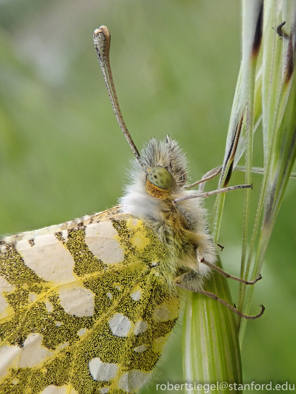 Euchloe butterfly