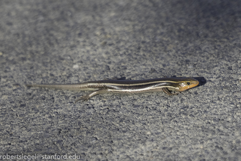 Skinks