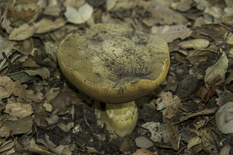 Boletus