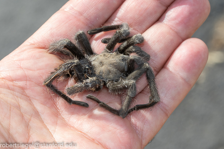 Tarantula