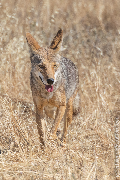Coyotes