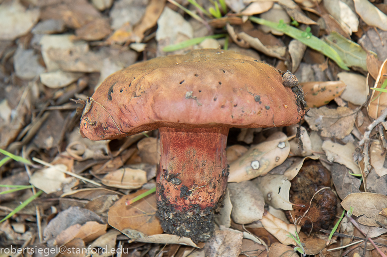 Boletus