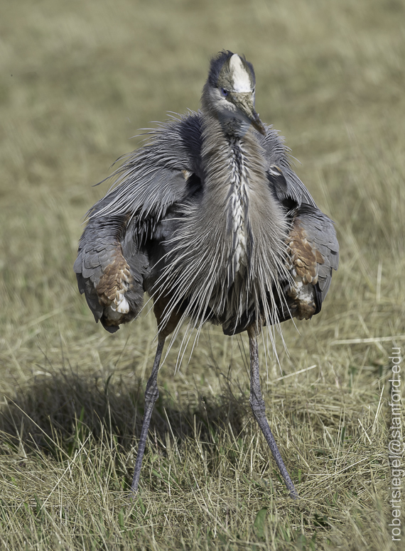 Ardeidae