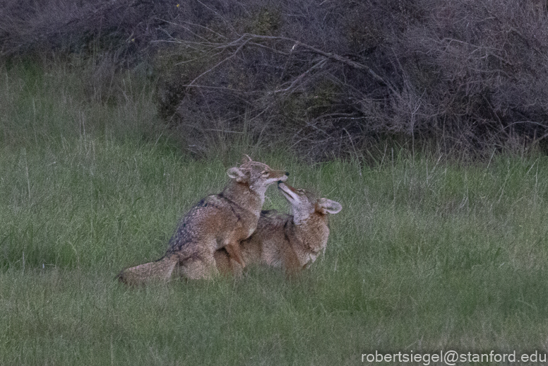 Coyotes