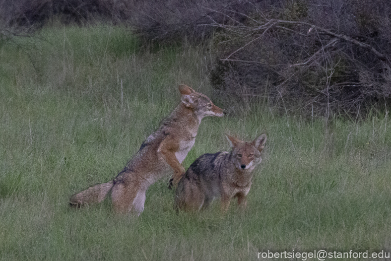 Coyotes