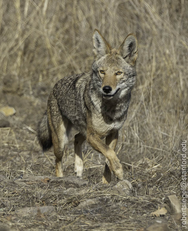 Coyotes