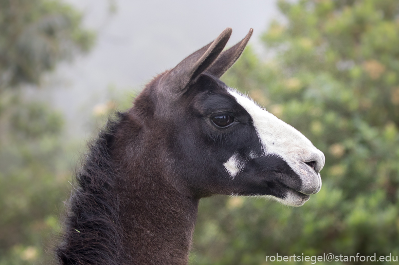 Camelids: camels, llamas, alpacas, guanacos, vicuñas