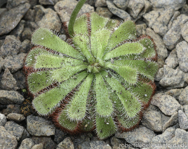 Sundew