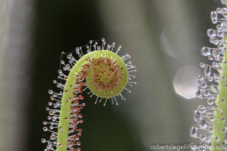 Sundew