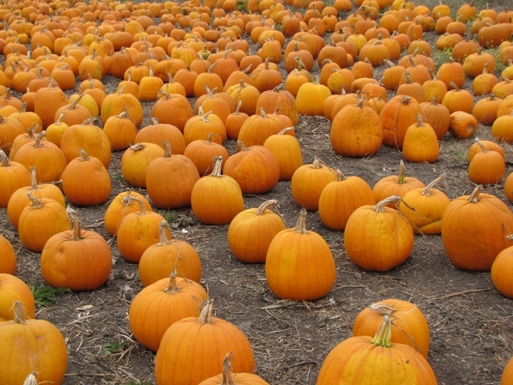 Pumpkin